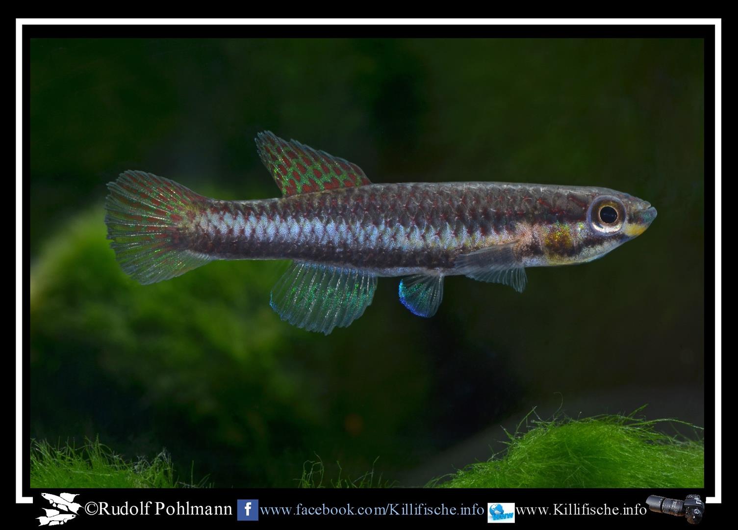 volcanum - Killifische Info