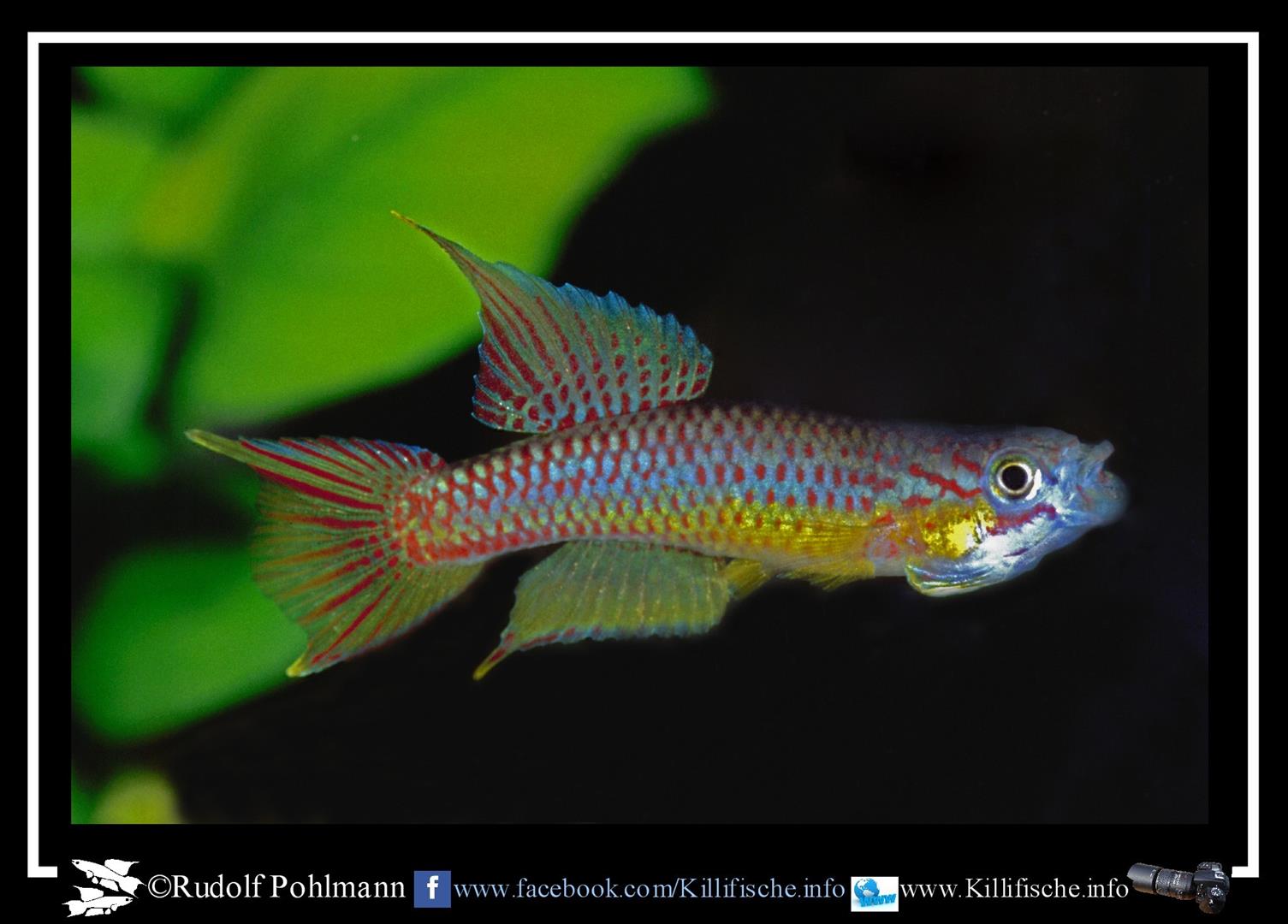 volcanum - Killifische Info