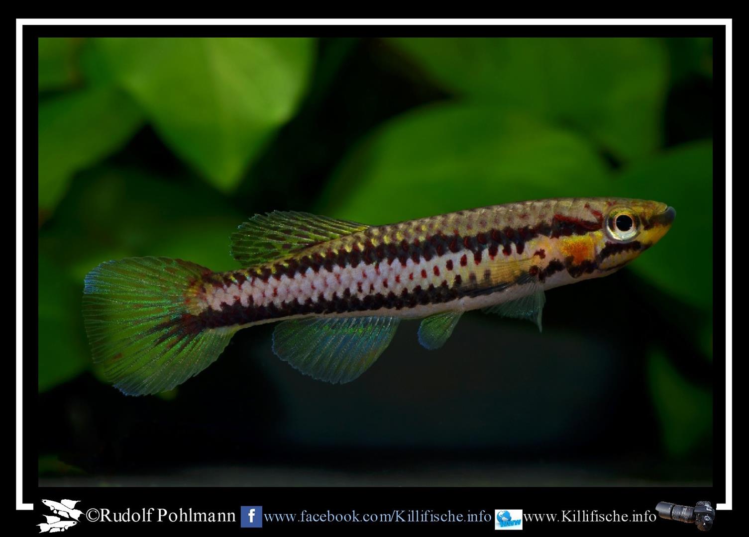 volcanum - Killifische Info