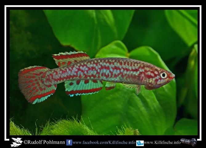 Scriptaphyosemion - Killifische Info