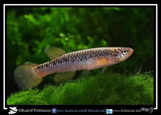 Scriptaphyosemion - Killifische Info