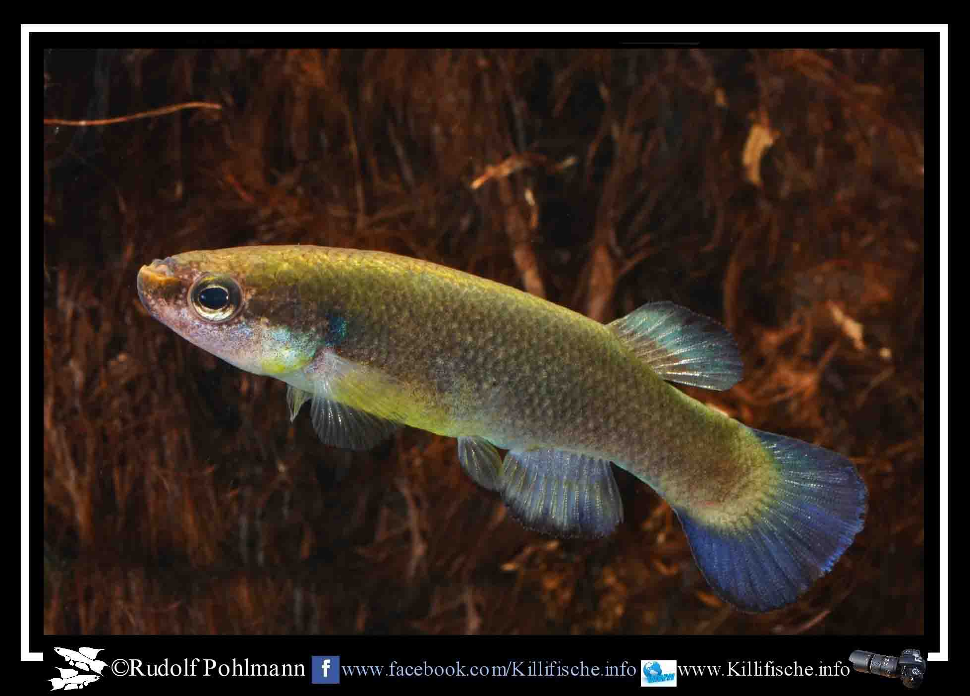 Rivulus - Killifische Info