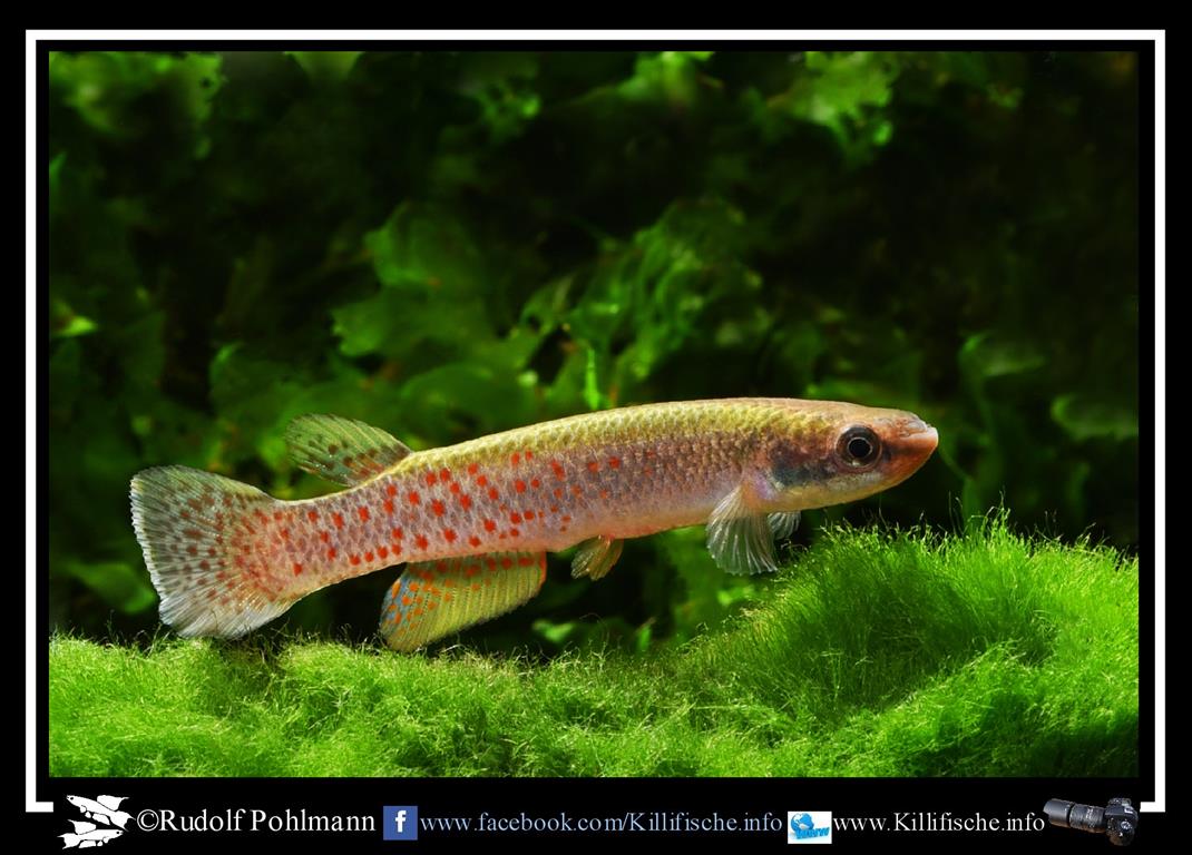 Cynodonichthys - Killifische Info
