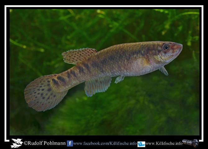Scriptaphyosemion - Killifische Info