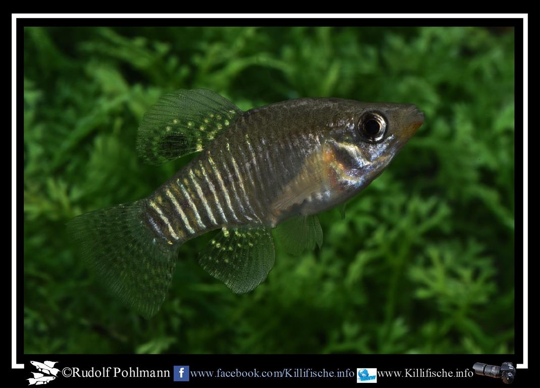 Fundulus - Killifische Info