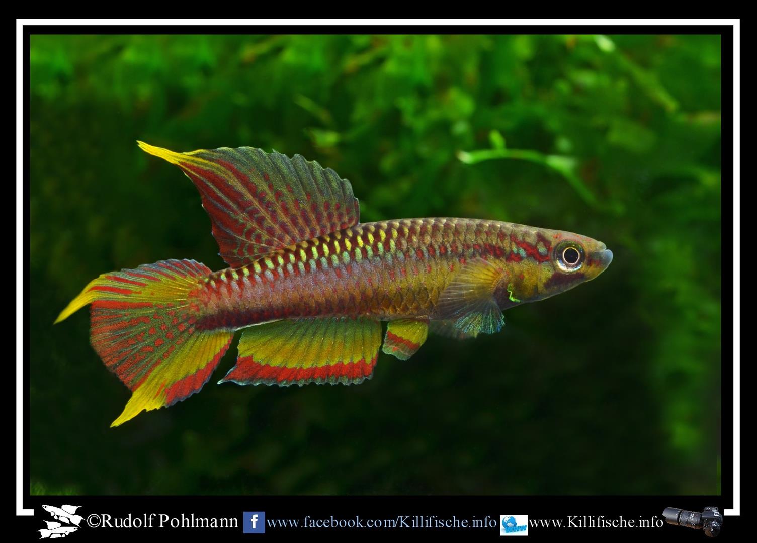 volcanum - Killifische Info