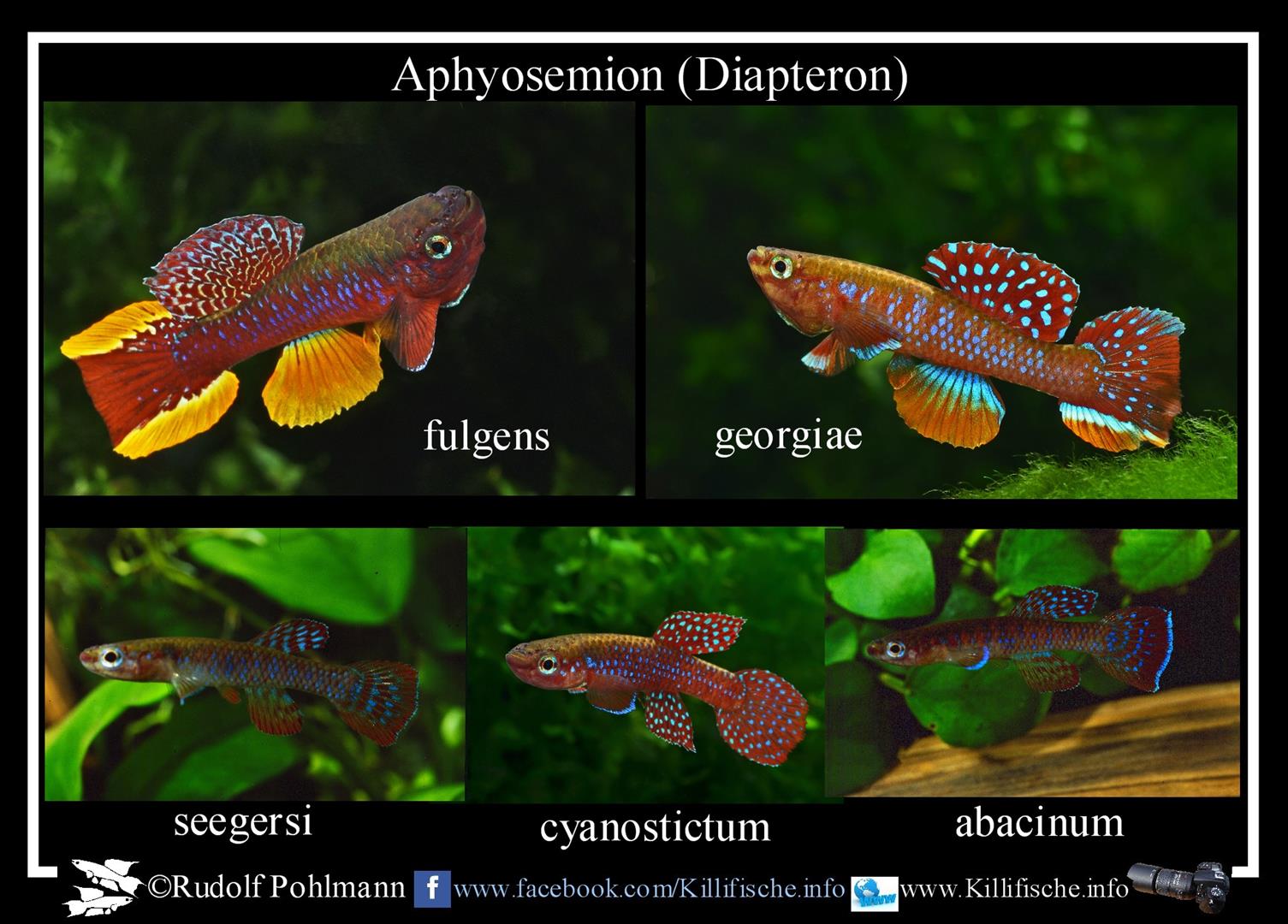 Aphyosemion-group - Killifische Info