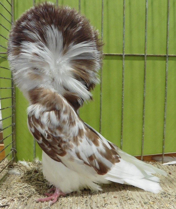Exposition Européenne d'Aviculture - Metz 2015 - Site du Pigeon Capucin ...