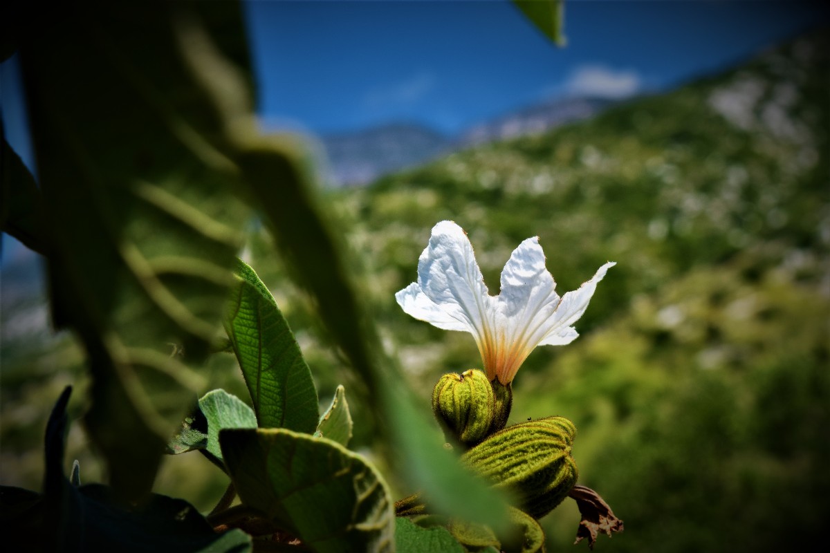 IMPORTANCIA DE LA PRESERVACIÓN DE LA FLORA NATIVA - Coordinación de ...
