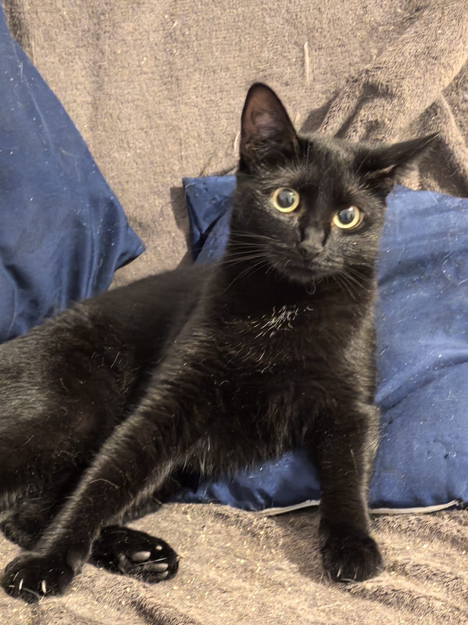 Willow/ Shelter Ioana - Gluecksritter fuer Tiere e.V. Webseite!