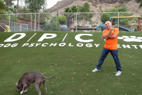 The Dog Psychology Center (DPC) - Site de cesarmillanfanclubfrance