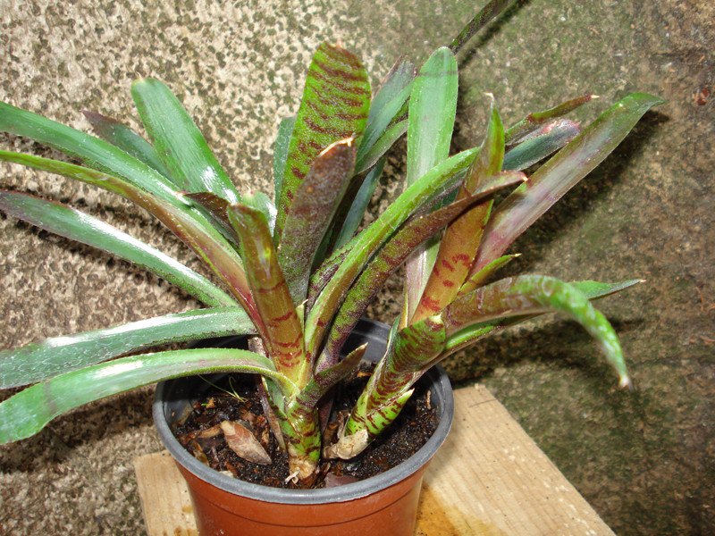 Neoregelia carolinae - Bromélias do Brejo