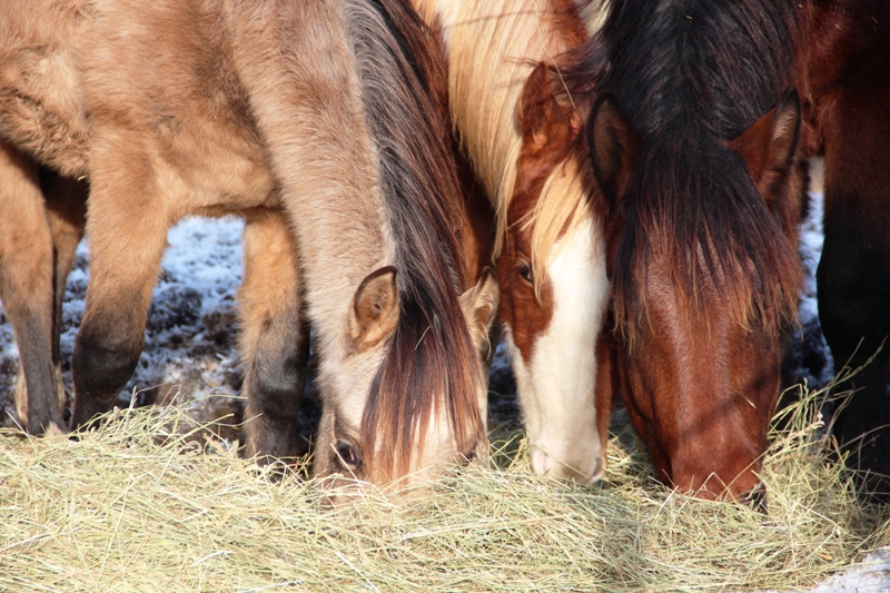 Jungperdeaufzucht - Leos Eternal Norfleet Paint Horse Hengst All Around ...
