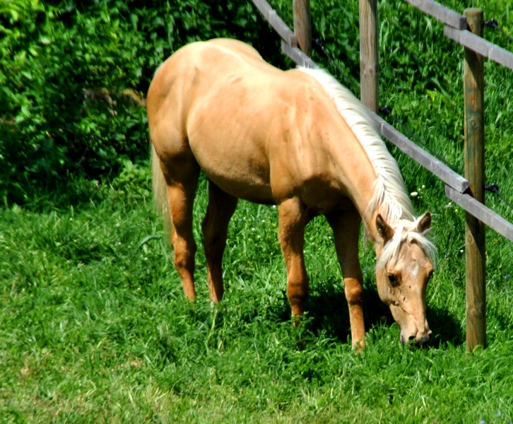 Big Guns Lady Rietta - Leos Eternal Norfleet Paint Horse Hengst All ...