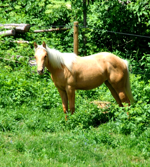 Big Guns Lady Rietta - Leos Eternal Norfleet Paint Horse Hengst All ...