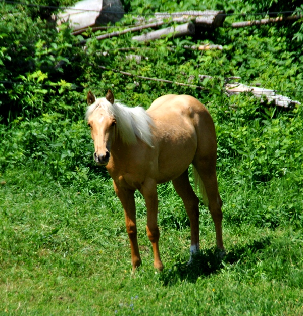 Big Guns Lady Rietta - Leos Eternal Norfleet Paint Horse Hengst All ...