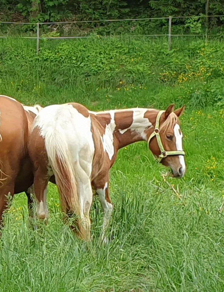 Boon Cats Defence - Leos Eternal Norfleet Paint Horse Hengst All Around ...