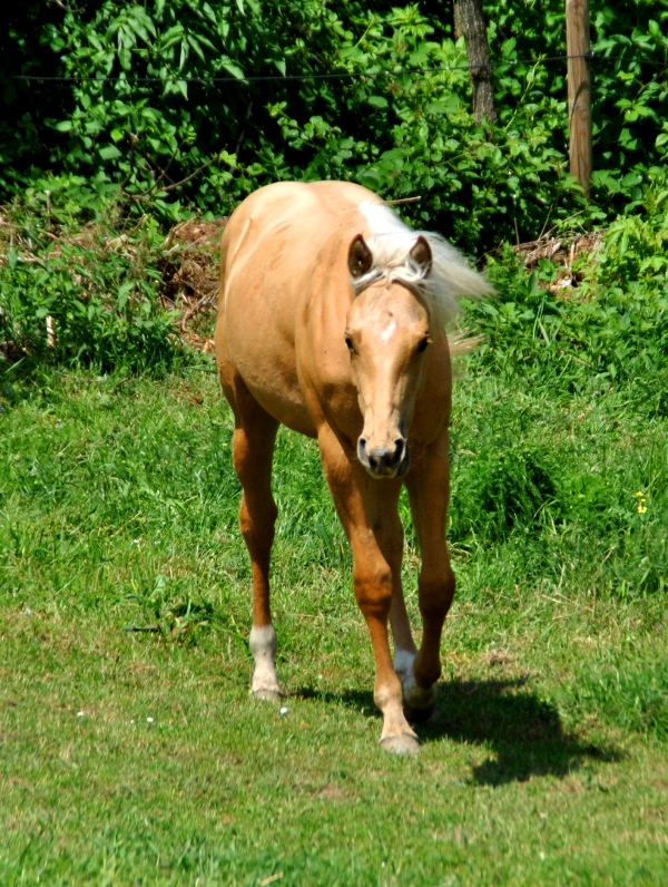 Big Guns Lady Rietta - Leos Eternal Norfleet Paint Horse Hengst All ...