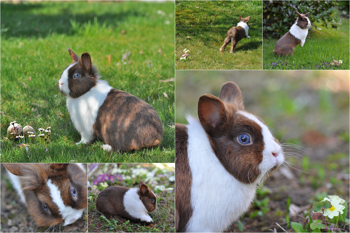 Unser Rammler - niederhaeslis Jimdo-Page!