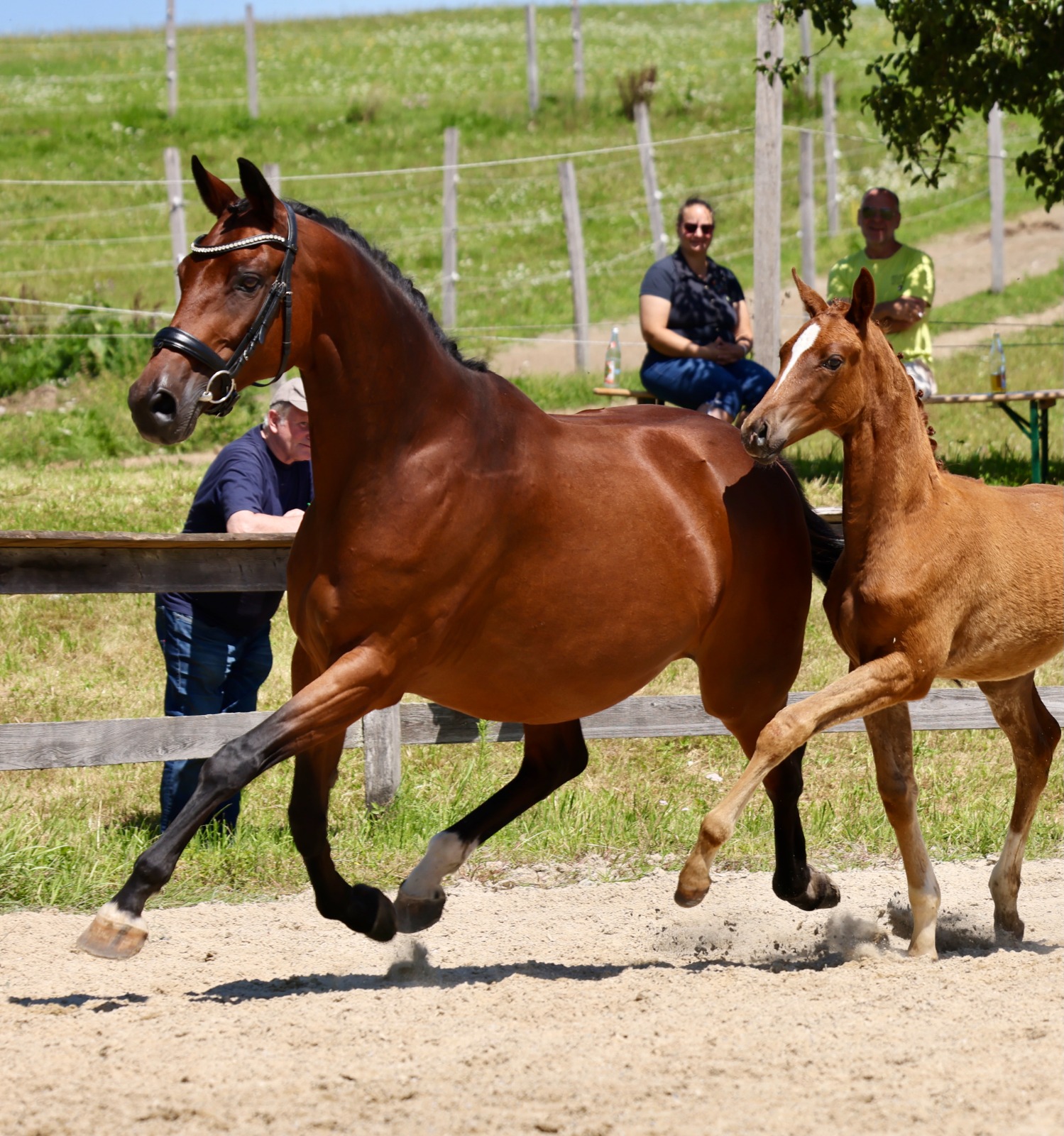 Unsere Zucht - trakehnergestuet-treibers Webseite!