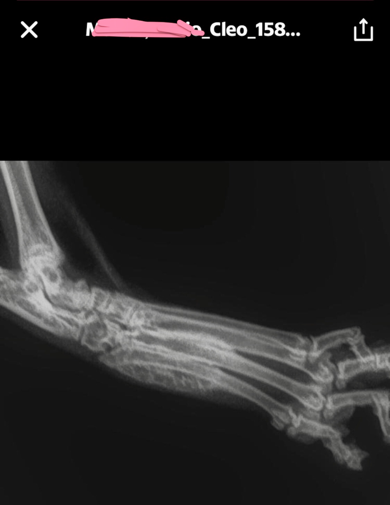 Scottish Fold OCD Tests - Katzengenetik - Vererbung der Fellfarben und ...