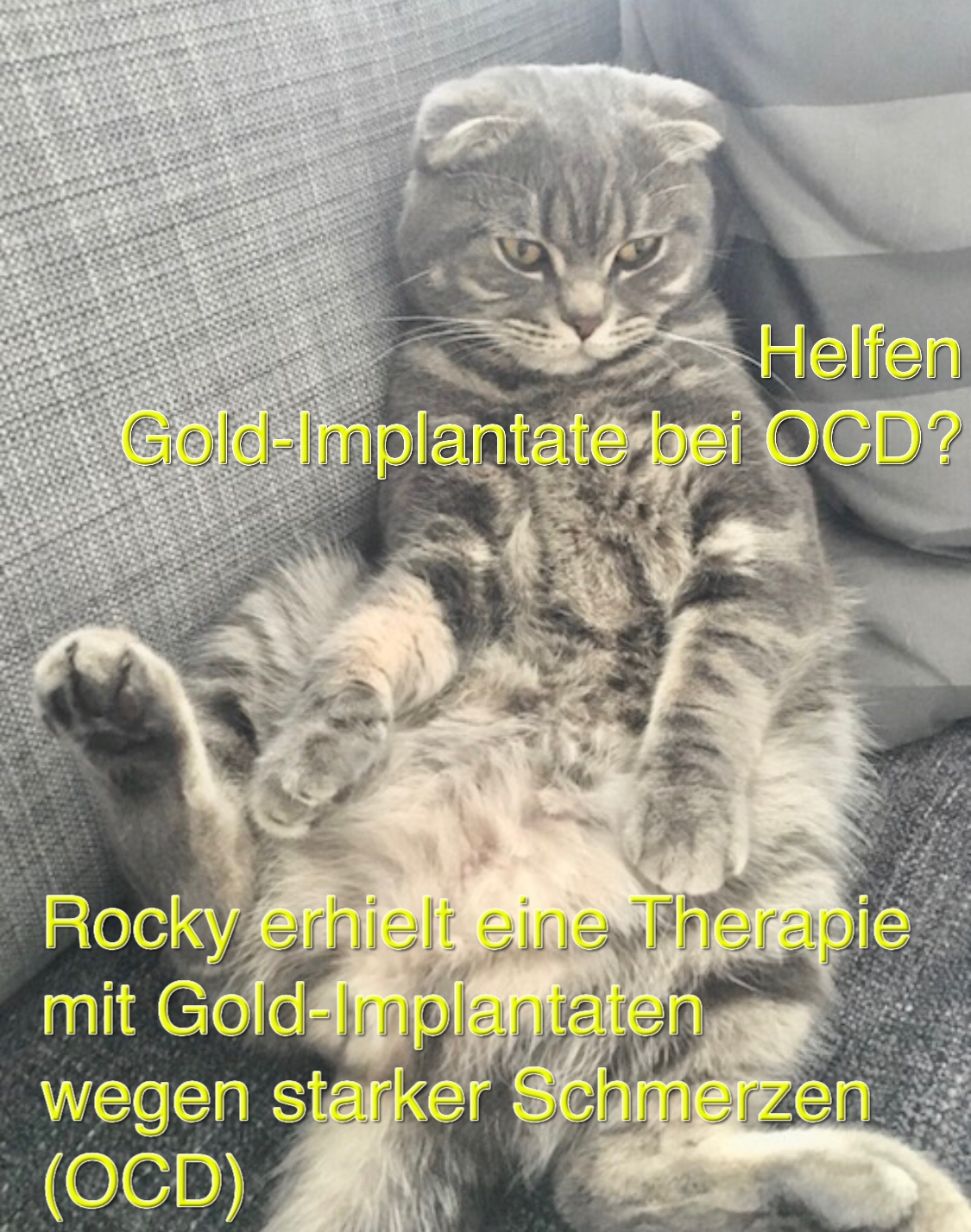 Scottish Fold OCD Tests - Katzengenetik - Vererbung der Fellfarben und ...