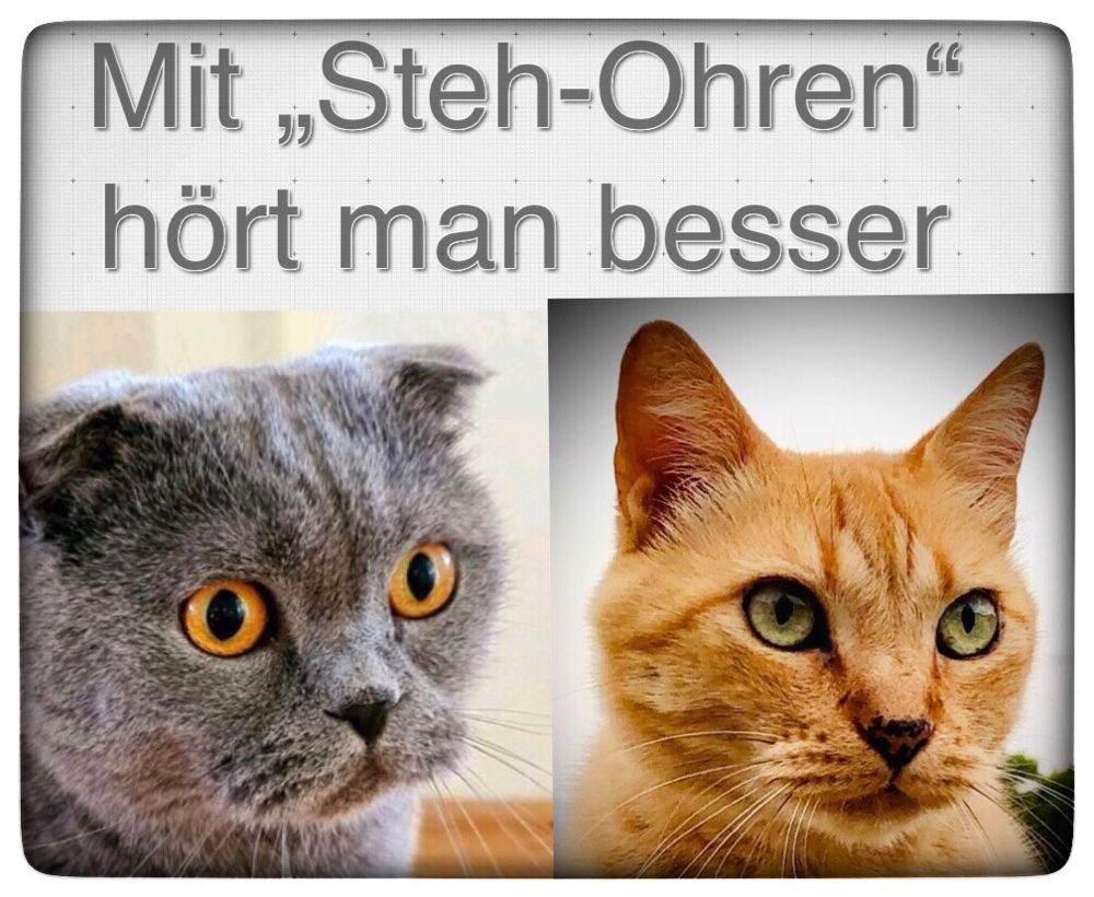 Das Rasse-Merkmal der Scottish Fold Katze ist eine Krankheit ...