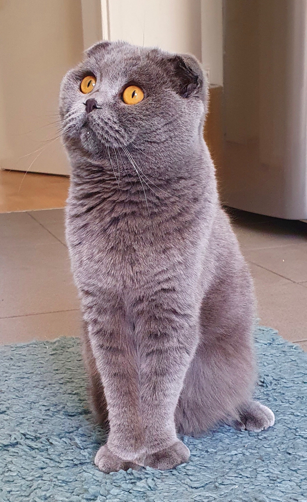Scottish Fold OCD Tests - Katzengenetik - Vererbung der Fellfarben und ...