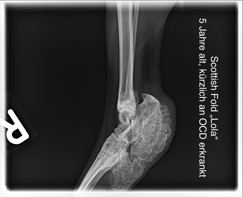 Scottish Fold OCD Tests - Katzengenetik - Vererbung der Fellfarben und ...