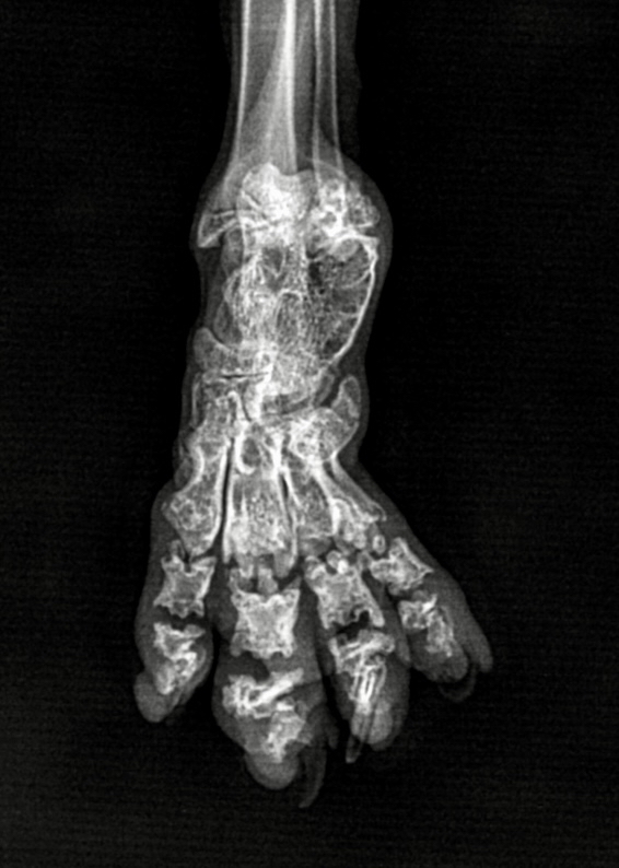 Scottish Fold OCD Tests - Katzengenetik - Vererbung der Fellfarben und ...