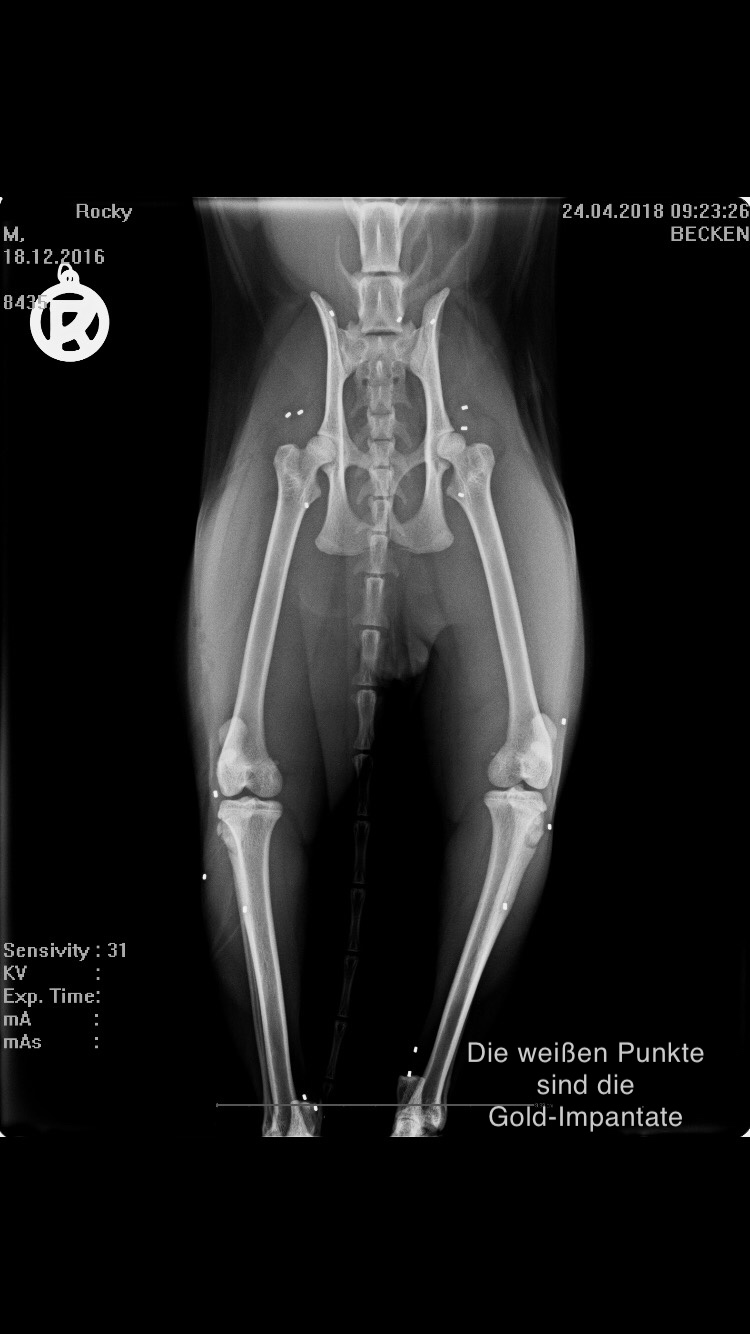 Scottish Fold OCD Tests - Katzengenetik - Vererbung der Fellfarben und ...