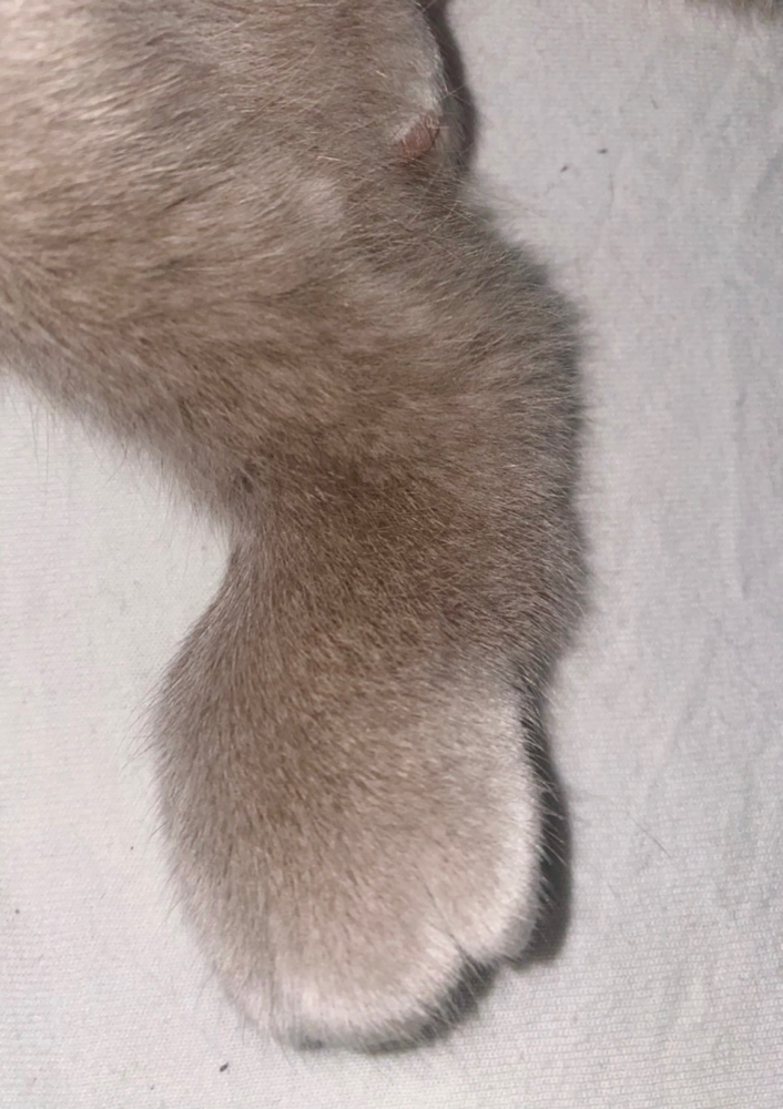 Scottish Fold OCD Tests - Katzengenetik - Vererbung der Fellfarben und ...