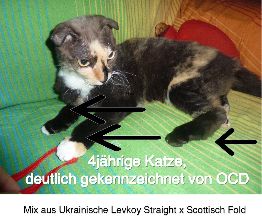 Scottish Fold OCD Tests - Katzengenetik - Vererbung der Fellfarben und ...