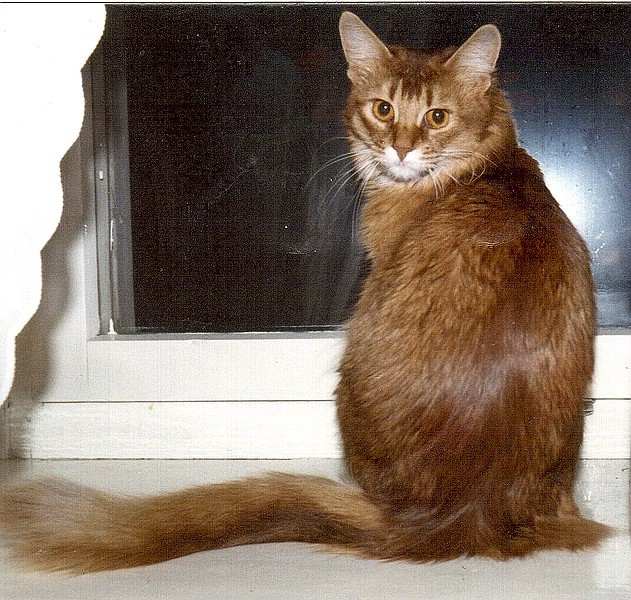 Vererbung Tabbymuster - Katzengenetik - Vererbung der Fellfarben und ...