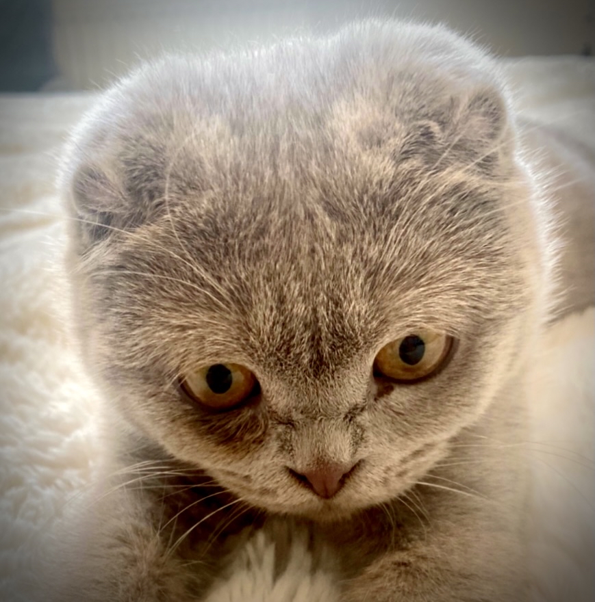 Scottish Fold OCD Tests - Katzengenetik - Vererbung der Fellfarben und ...