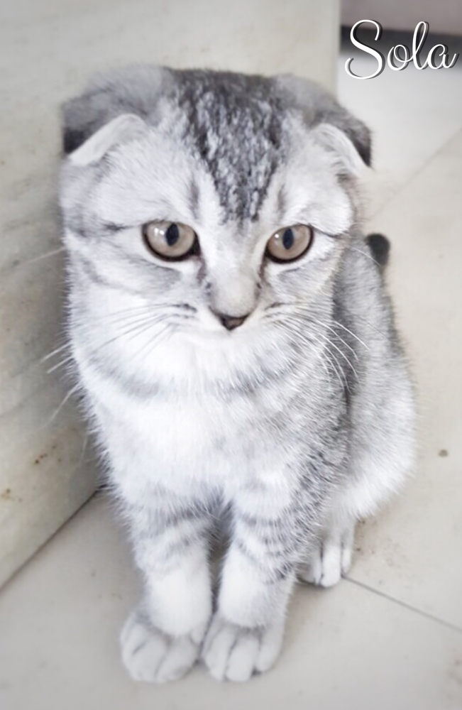 Scottish Fold OCD Tests - Katzengenetik - Vererbung der Fellfarben und ...