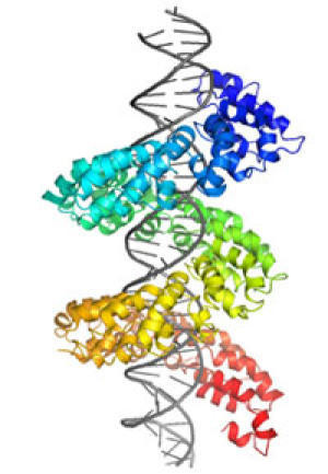 Scientists Find Structure of Gene-Editing Protein - Molecular Biology