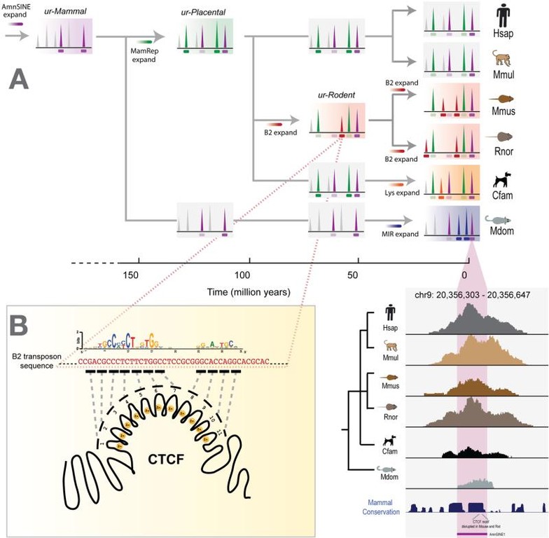 New Insights Into an Ancient Mechanism of Mammalian Evolution ...