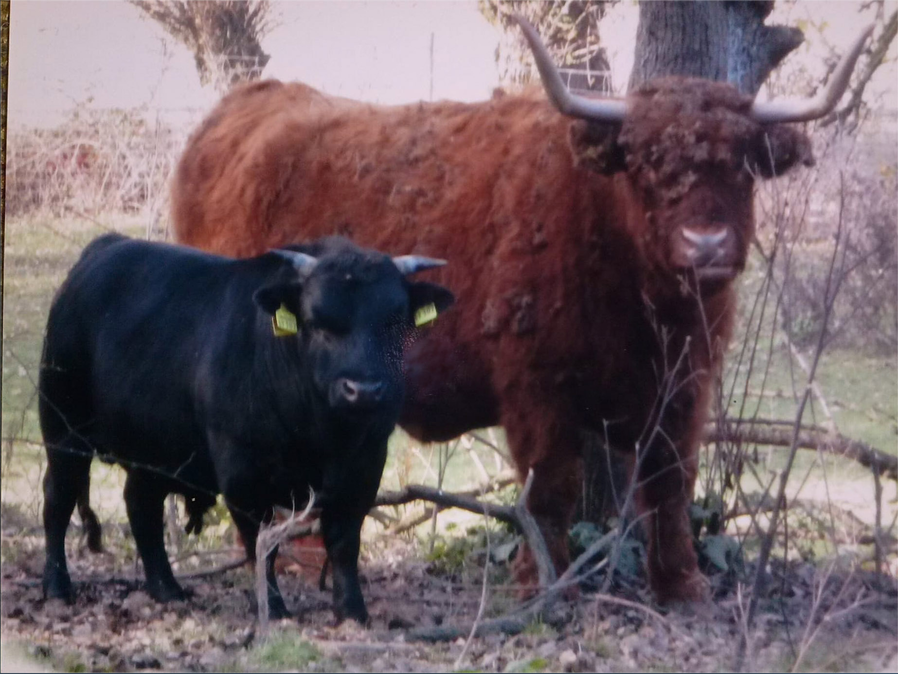 Startseite - Dahomey Zuchtverband Deutschland
