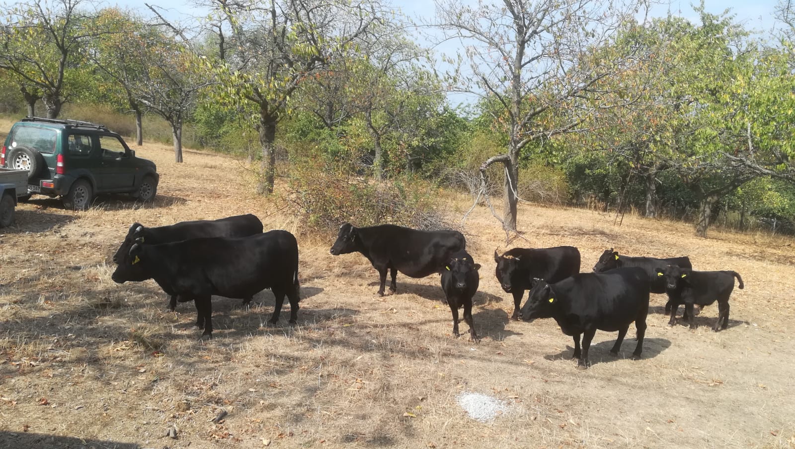 Nutzung - Dahomey Zuchtverband Deutschland