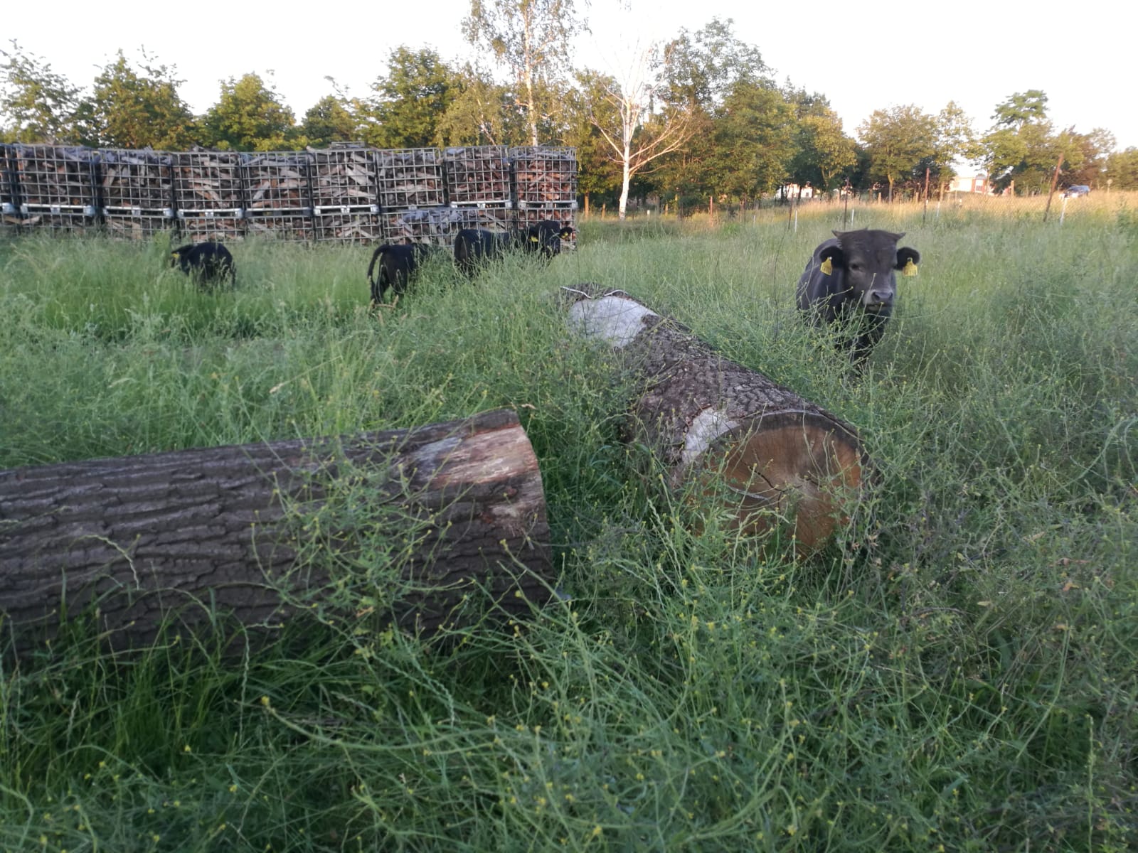 Nutzung - Dahomey Zuchtverband Deutschland