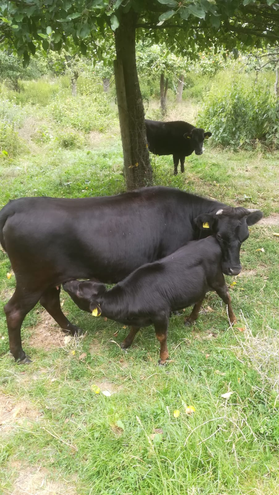 Nutzung - Dahomey Zuchtverband Deutschland