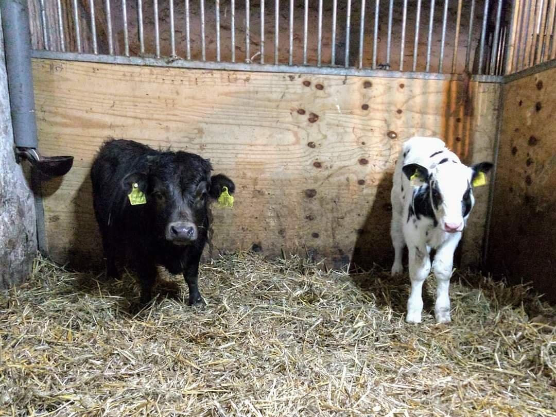 Dahomey - Dahomey Zuchtverband Deutschland