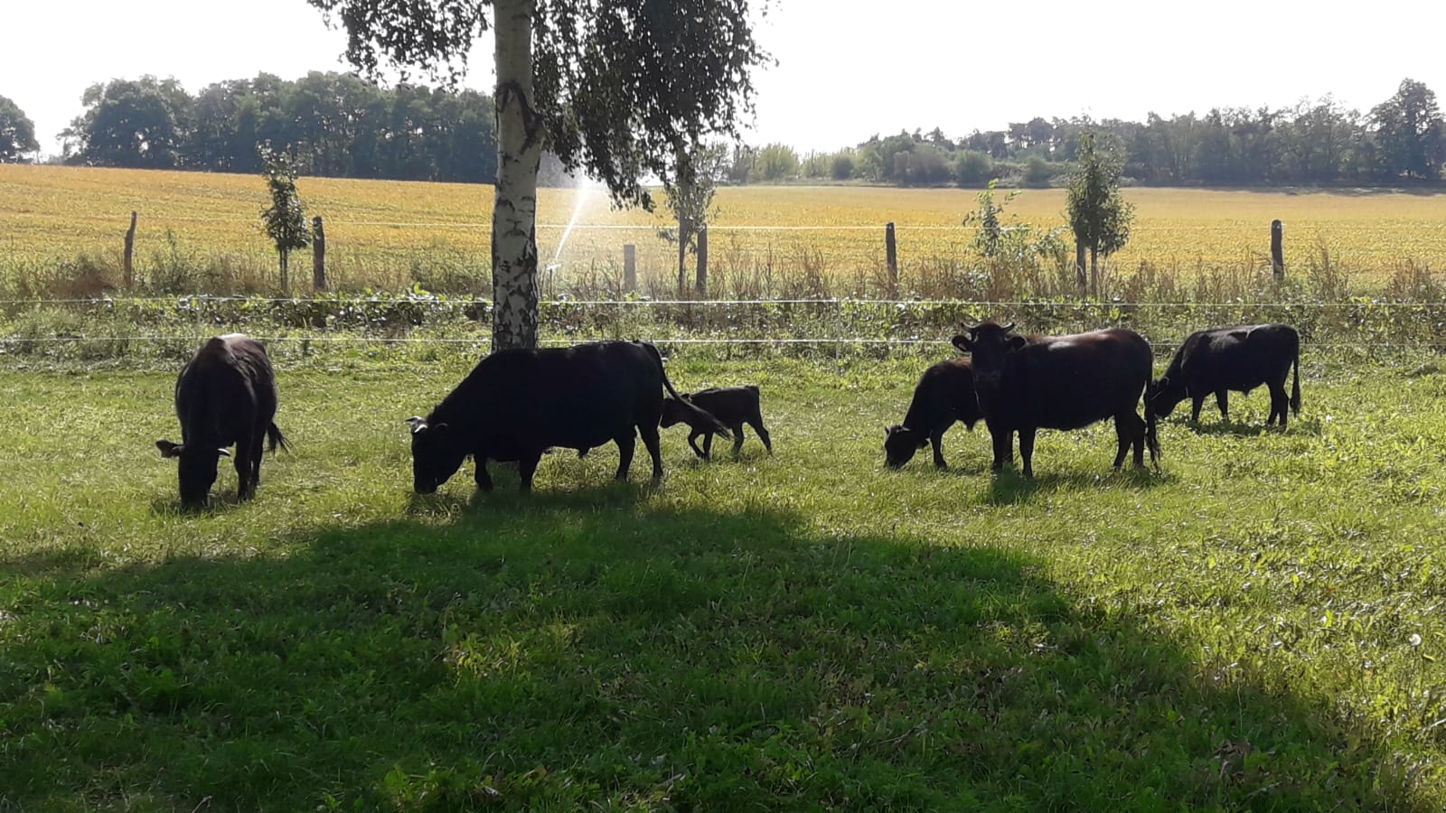 Nutzung - Dahomey Zuchtverband Deutschland