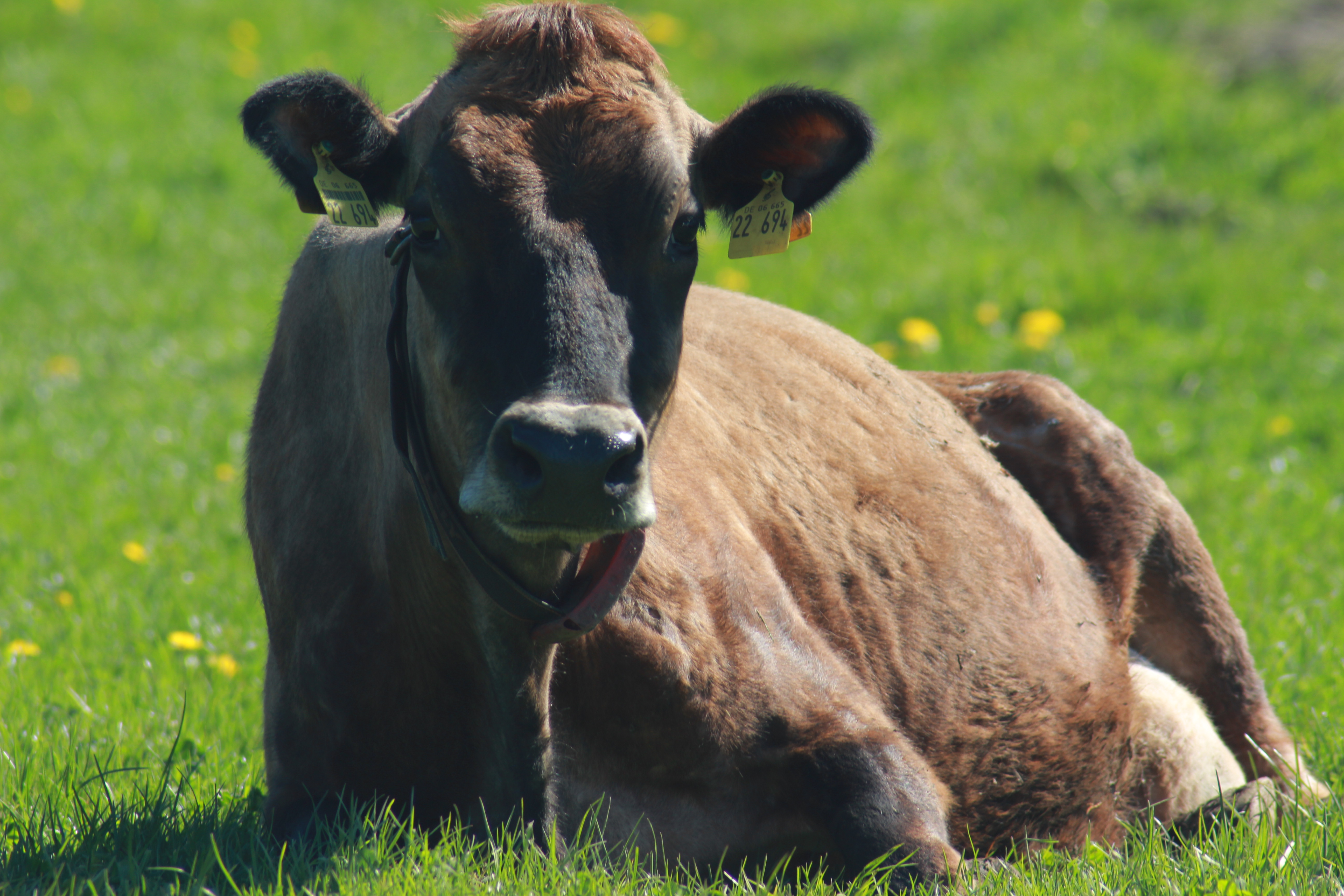 Bio-Rindfleisch - Hardthof Odenwald