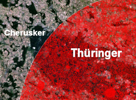 Wer waren die Cherusker? - Die Cherusker