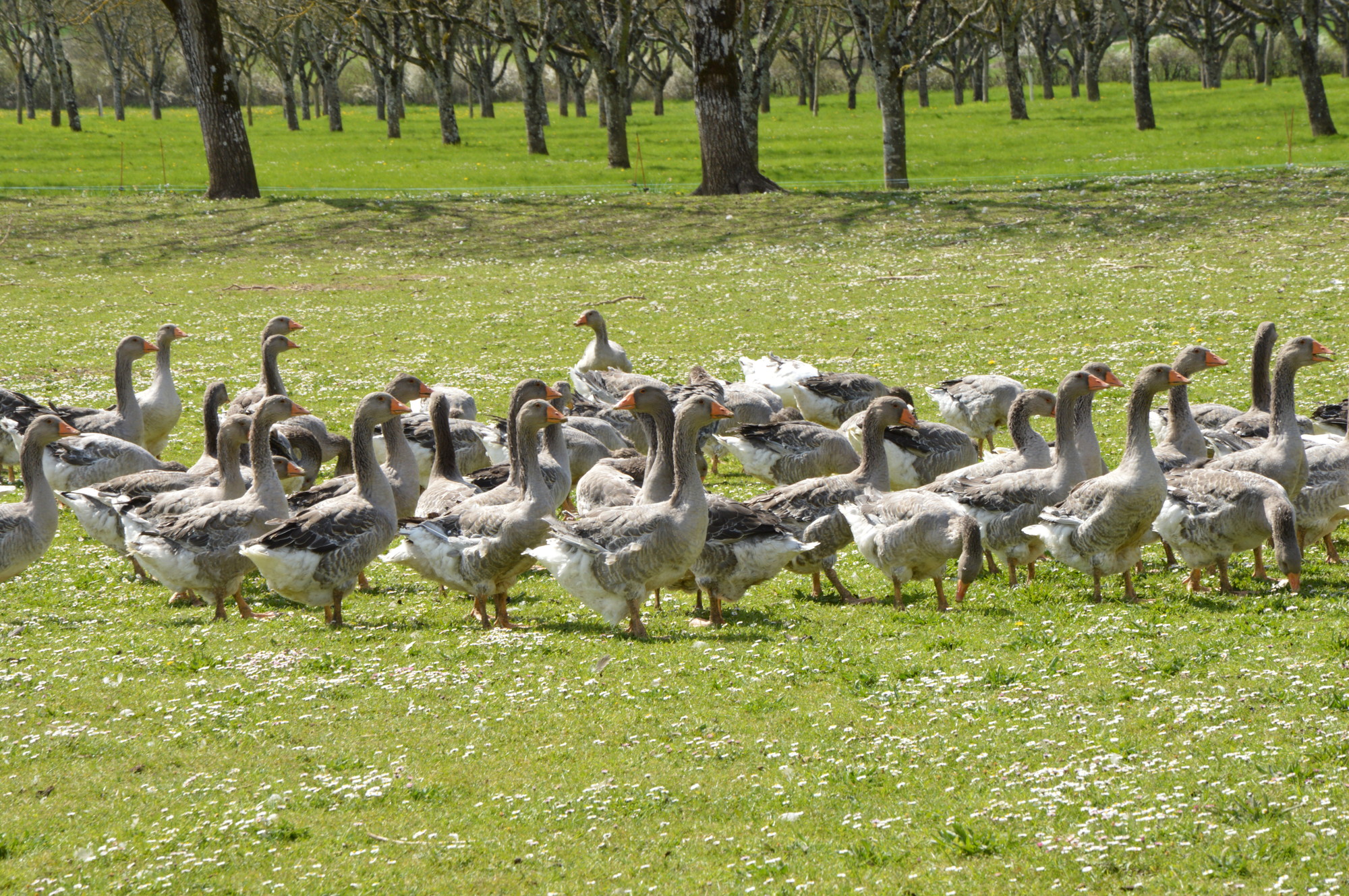 Confit de canard et chou vert - PERIGOuRmanD