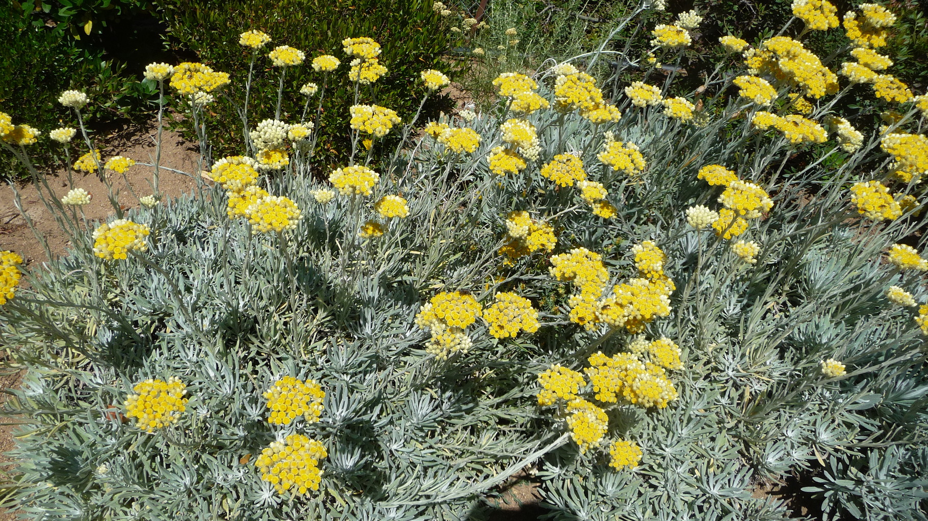 L'immortelle d'Italie - Site de floredebalagne