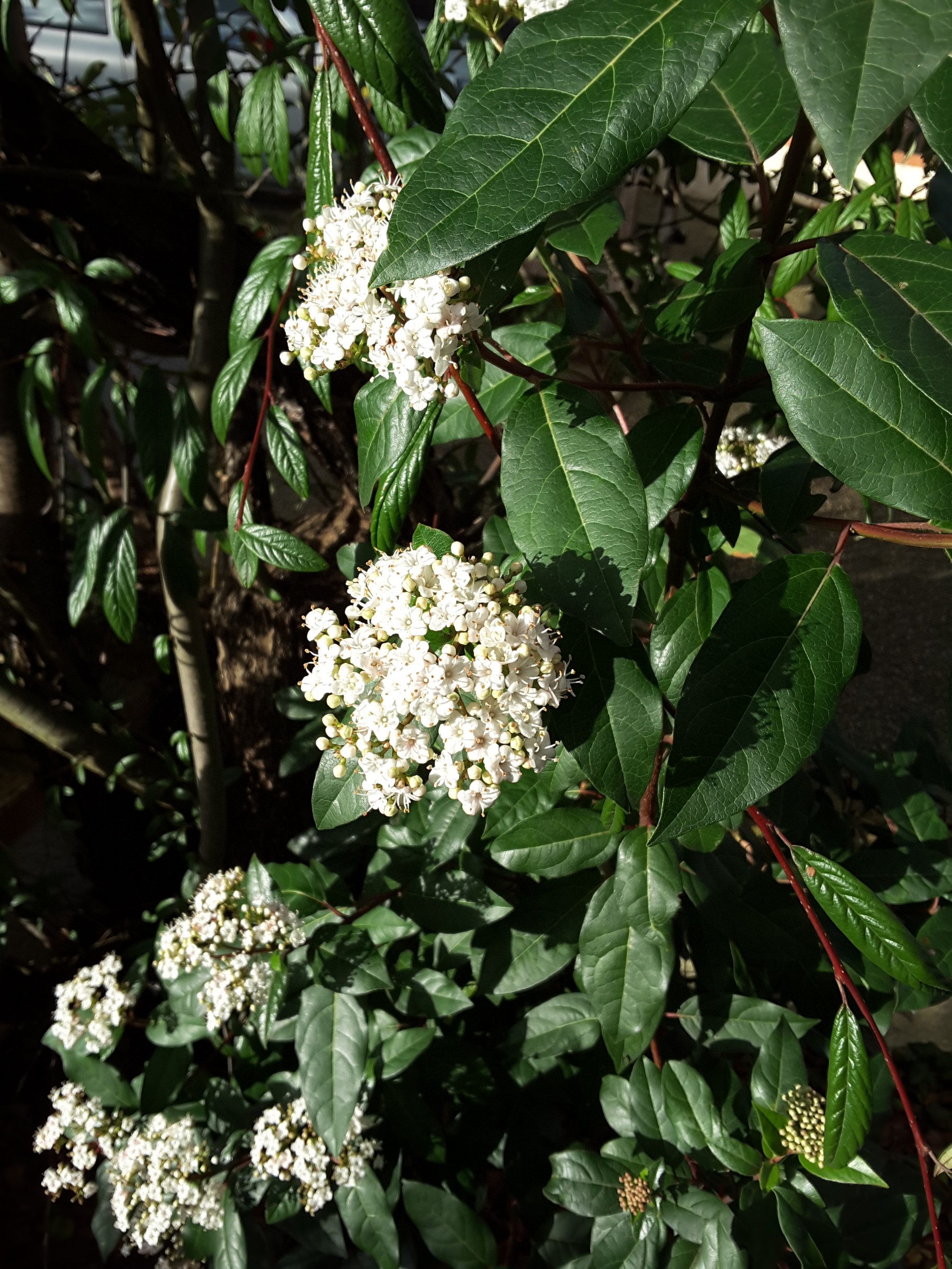 Le laurier-tin - Site de floredebalagne