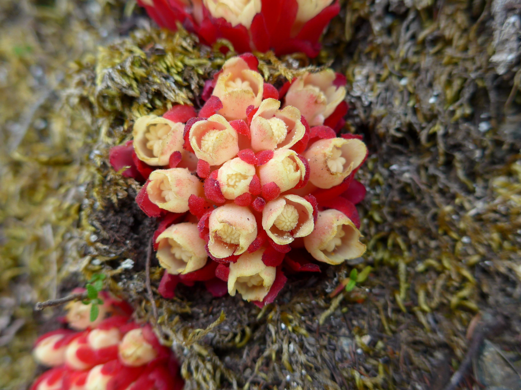 La cytinelle - Site de floredebalagne